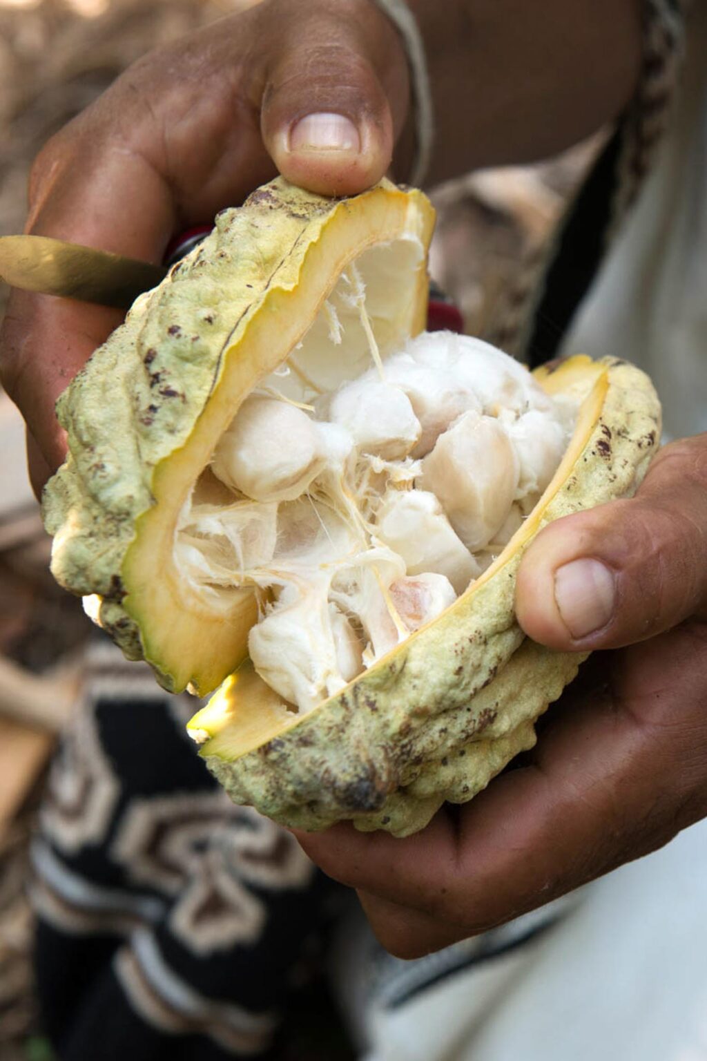 Cacao Processing - Cacao Insights | Shifting the Narrative