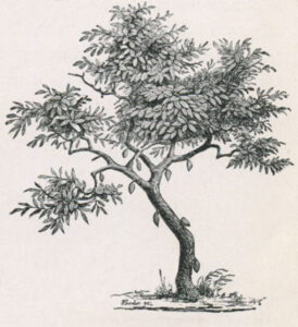 Uses and Roles of Cacao in Ancient Mesoamerica - Cacao Insights ...